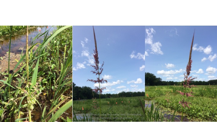 American Wild Rice: Plant_flower_seed_grain_food_from wild rice