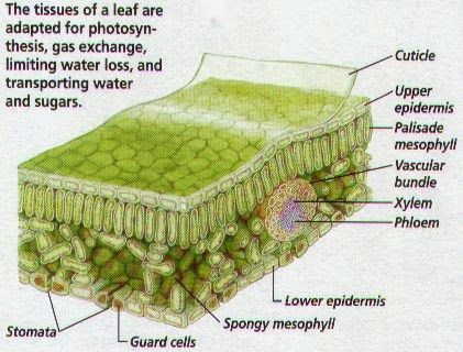 Senior Biology: Gas exchange in Plants