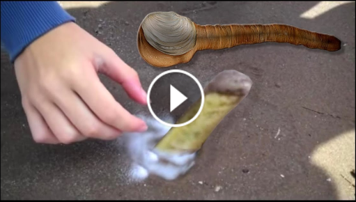 How To Catch Clam Geoduck - How To Catch Beach Worm's