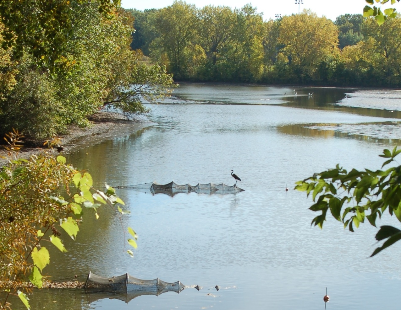 The Ripple Effect: Carp Talk – Keeping Tabs on Carp in the Phalen Chain