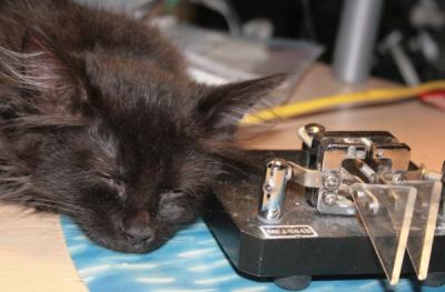 W. M'sia Ham Radio Station - 9M2ESM (EX-9W2ESM): Animal & Ham Radio