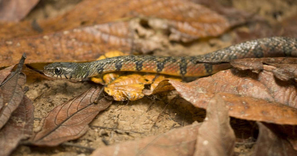 Ular Asli Indonesia: Ular Segitiga Merah (Xenochrophis trianguligerus)