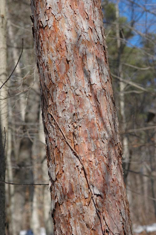 Field Biology in Southeastern Ohio: Pines of Ohio