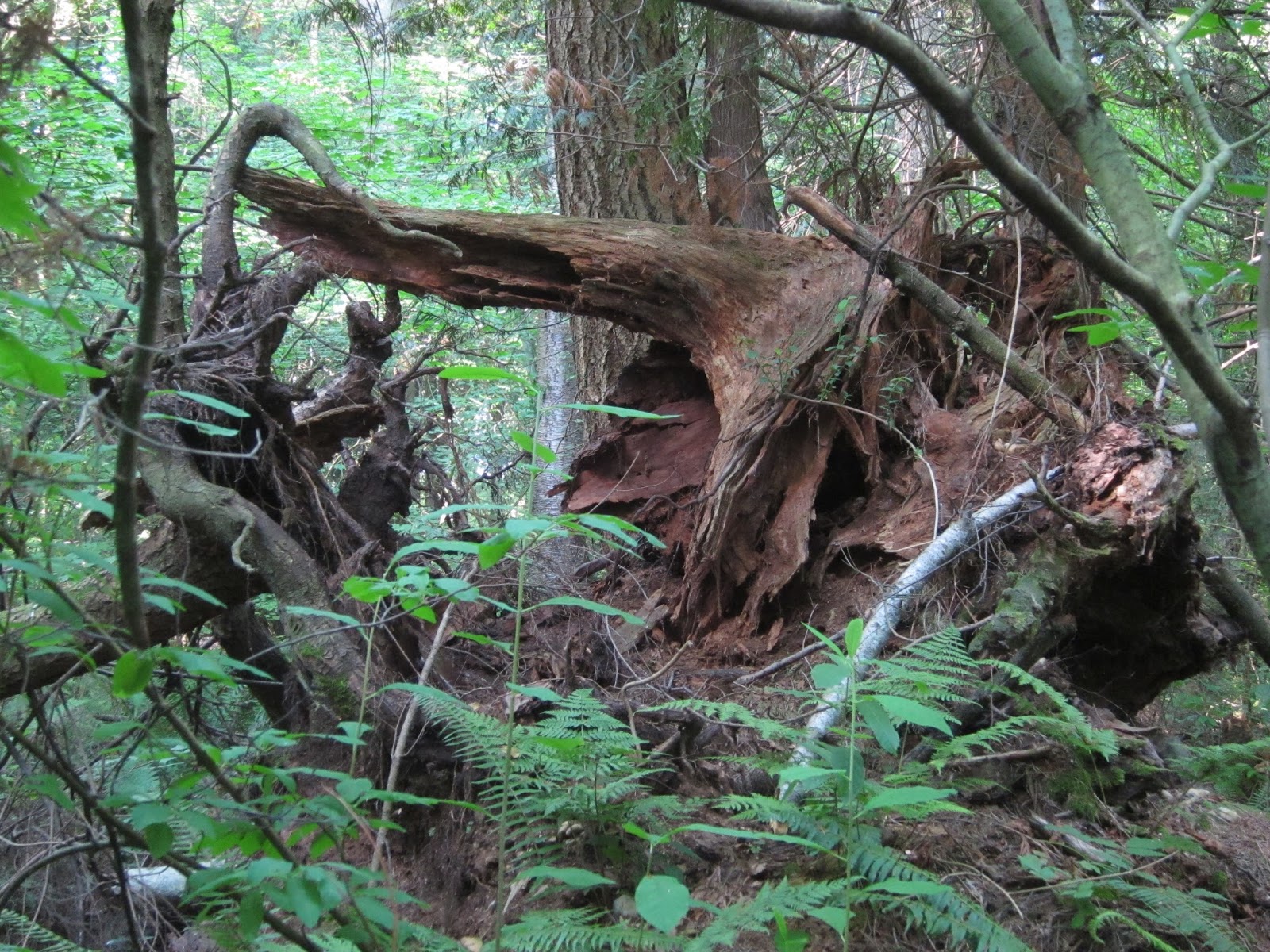 Spike is Best: I'm your hucklebearer