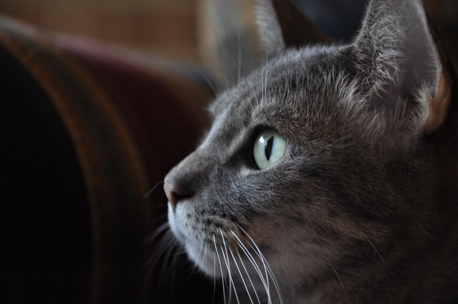 The Incredible 129s: Cleo the Cat