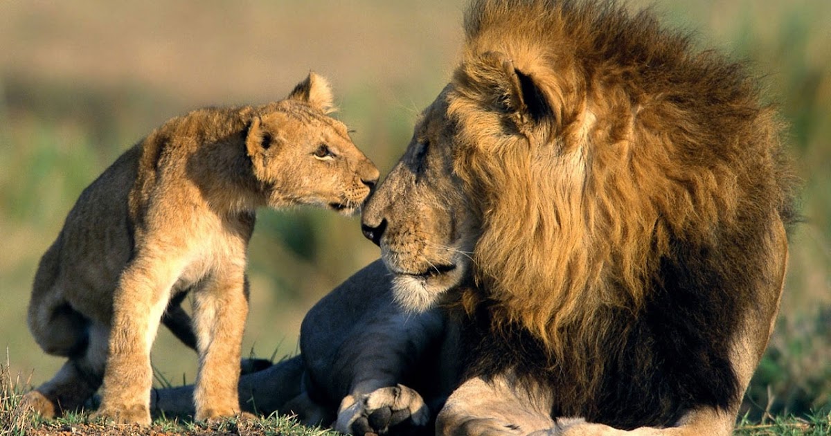 IMAGENES DE LEONES: IMAGEN LEON CON SU LEONA PRECIOSA