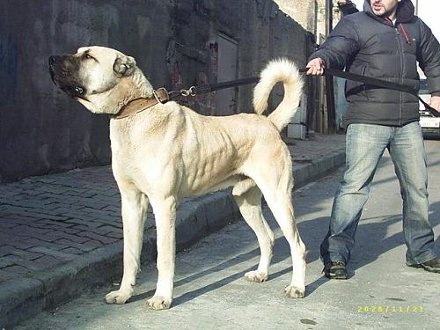 El Perro Kangal de Turquía | Blog Perro