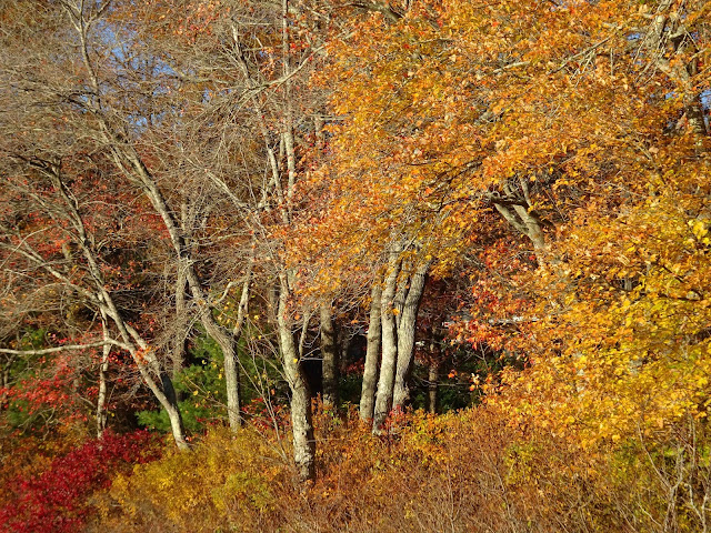 Joe's Retirement Blog: A Manomet Walk, Rabbit Pond, Manomet, Plymouth ...