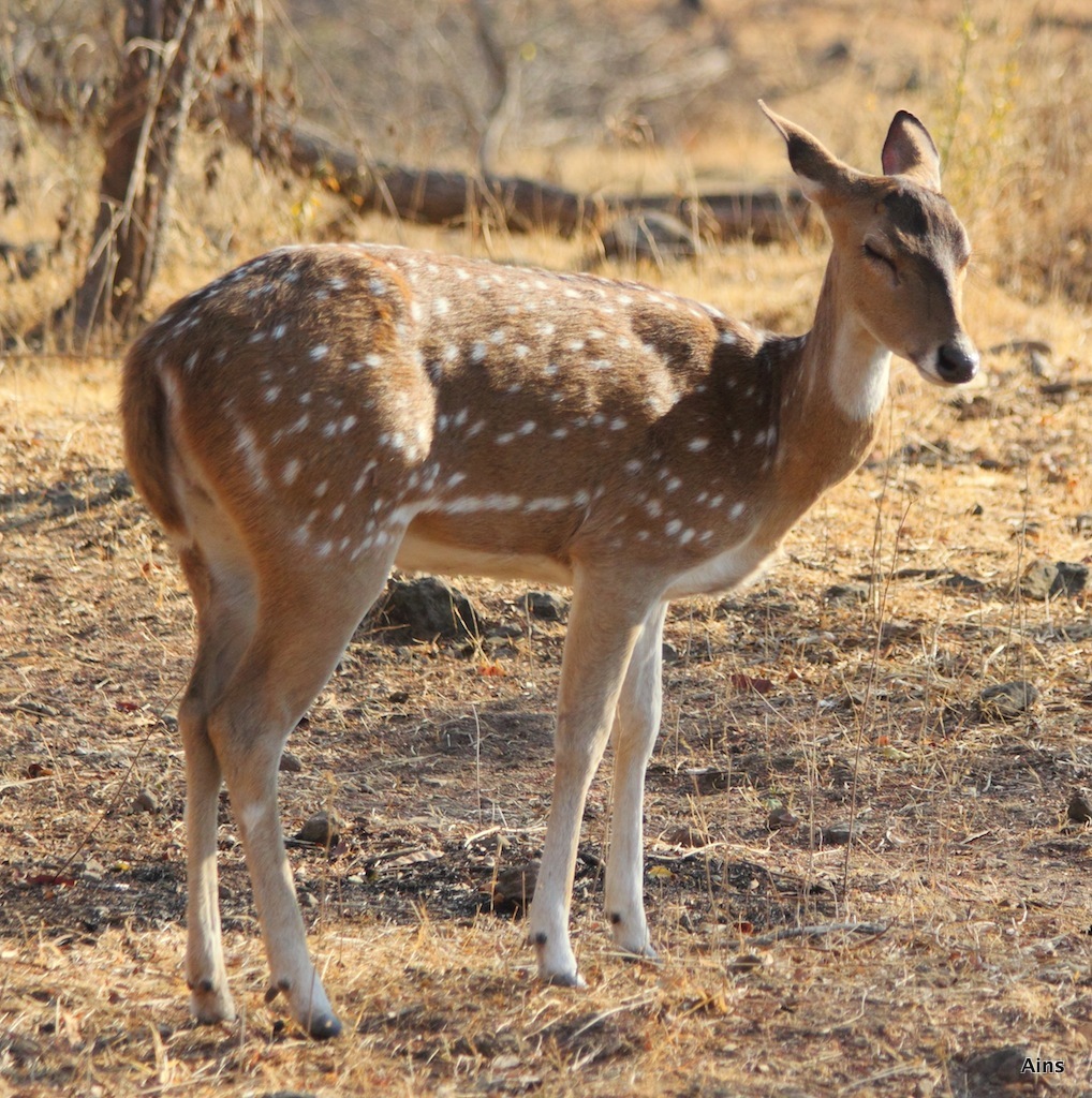 Forest Animals: Gir Forest Animals