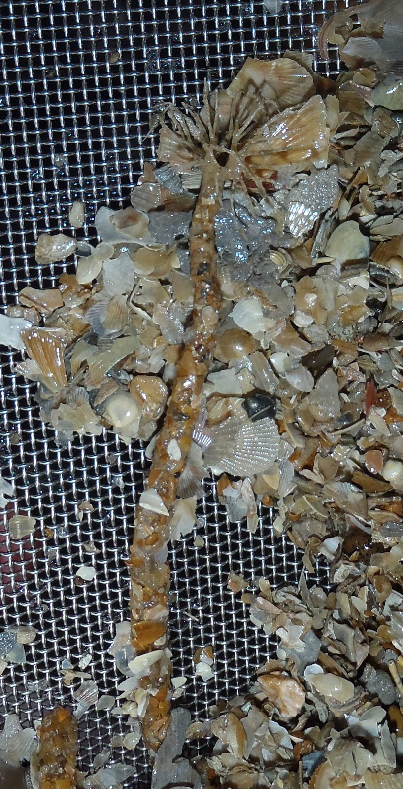 JNCC marine survey update: Whats in the Hamon Grab?