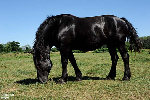 Percheron International: Percherons Du Michigan