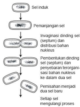 REPRODUKSI BAKTERI ~ MATERI DAN SOAL IPA UNTUK SMA