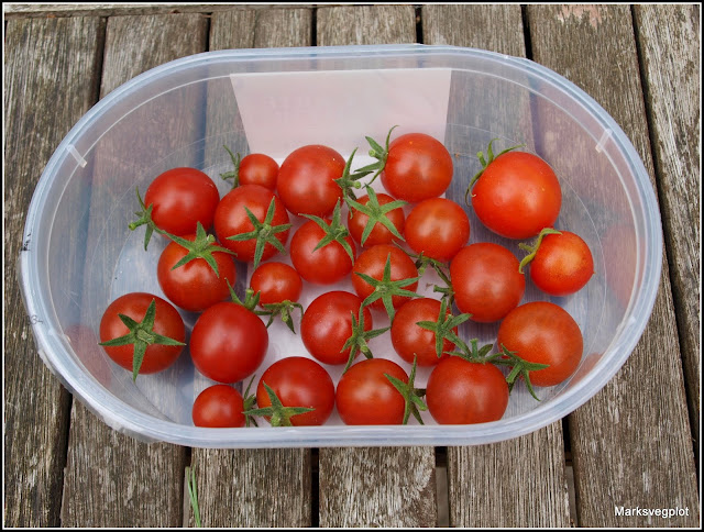 Mark's Veg Plot: A technique for growing trailing tomatoes