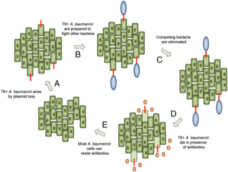 Bacterias Actuaciencia: Acinetobacter: una bacteria con instintos asesinos