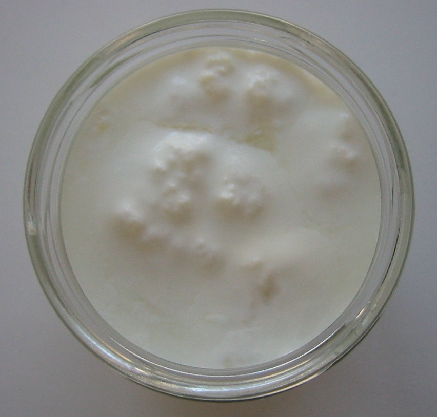 The Krafty Kow: kreating kefir