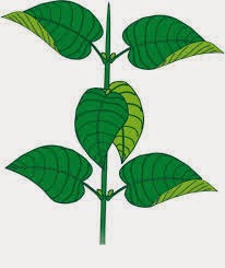 Técnicos en Producción Agropecuaria Ecológica : BOTANICA