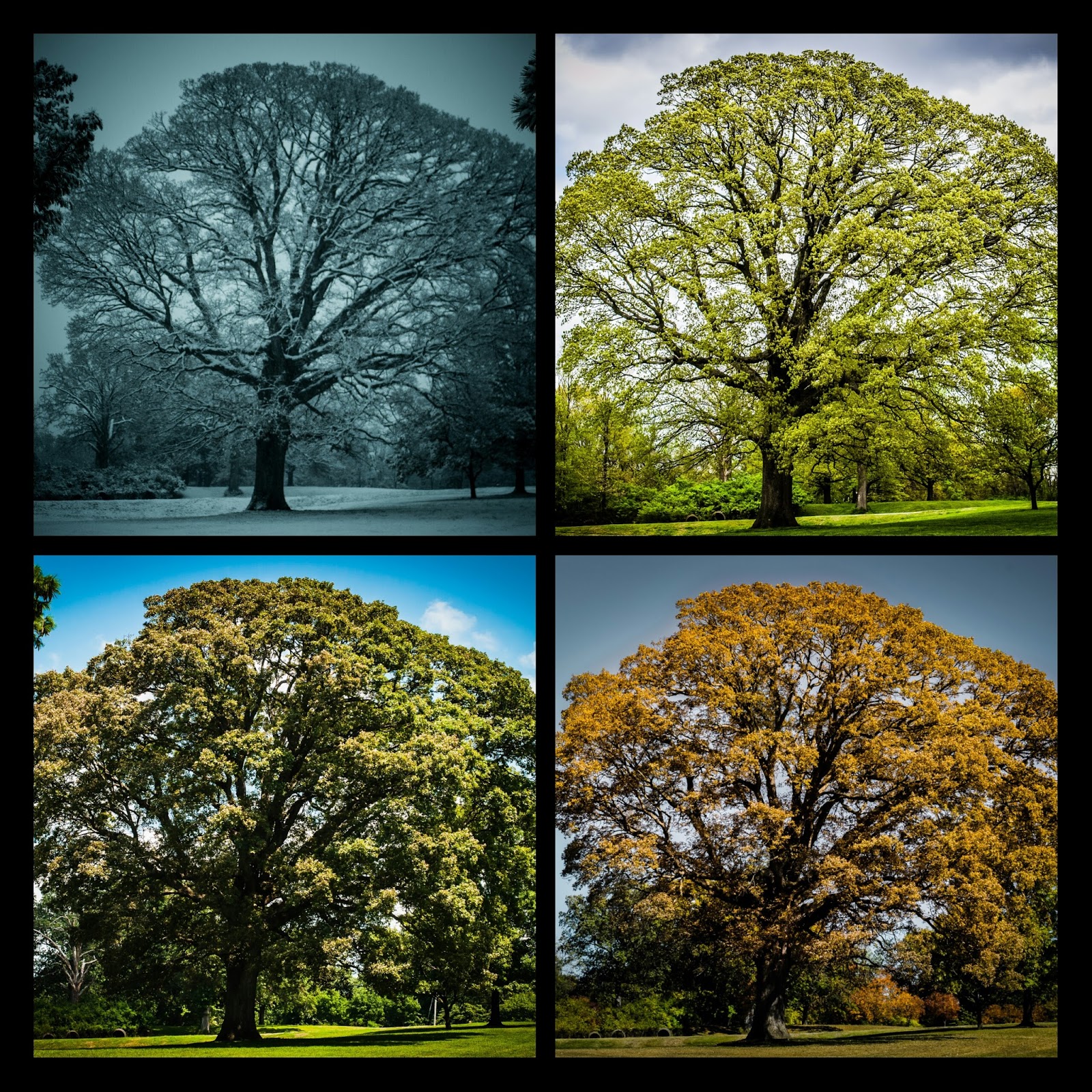 The Fall Tree - Shona Skye Creative Photography