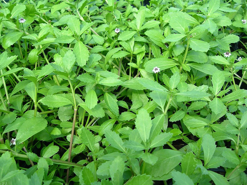 Buy Jalpapli - Poduthalai Powder 200Grams (50GramsX4Packs) Online ...