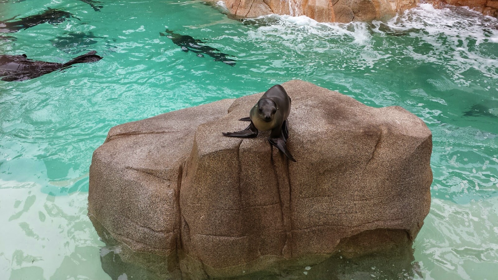I Am What I Teach: Visiting SeaWorld San Diego!