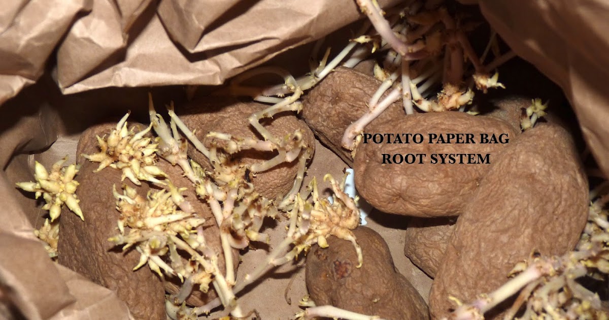 Potato Paper Bag Root System