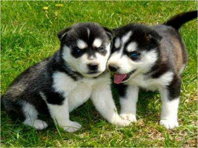 New and Latest Natural Desktop Wallpapers 2011 2012: The Husky Puppies ...