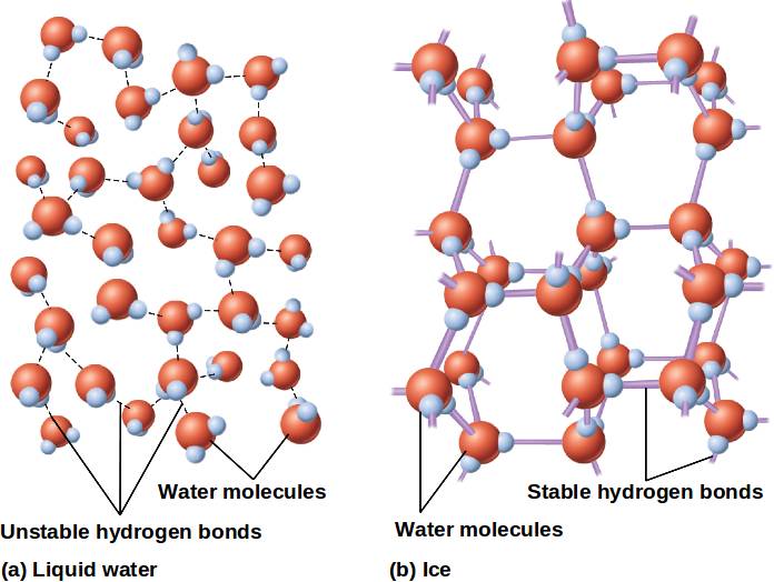 EC Honors Biology: Adhesion and Capillary Action Notes and activities