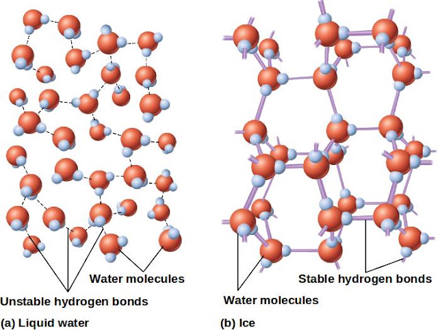 EC Honors Biology: Adhesion and Capillary Action Notes and activities