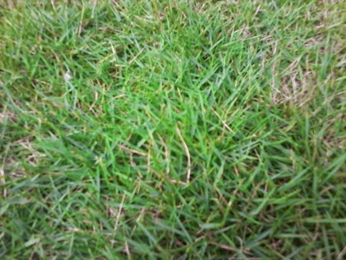 Rumput Jepang Rumput Manila Rumput Peking ~ Arya Flower Landscape