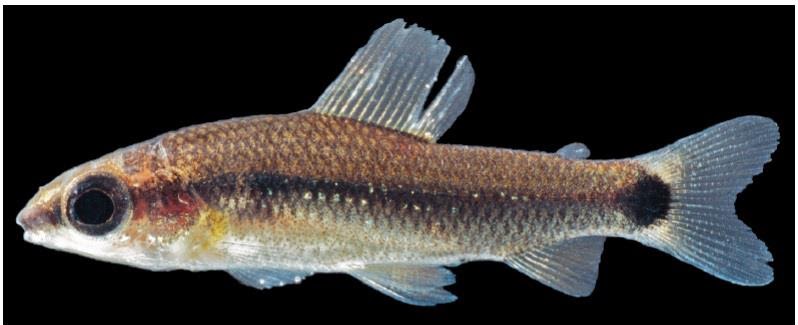 Alma d'Água: Peixes / Characiformes / Distichodontidae