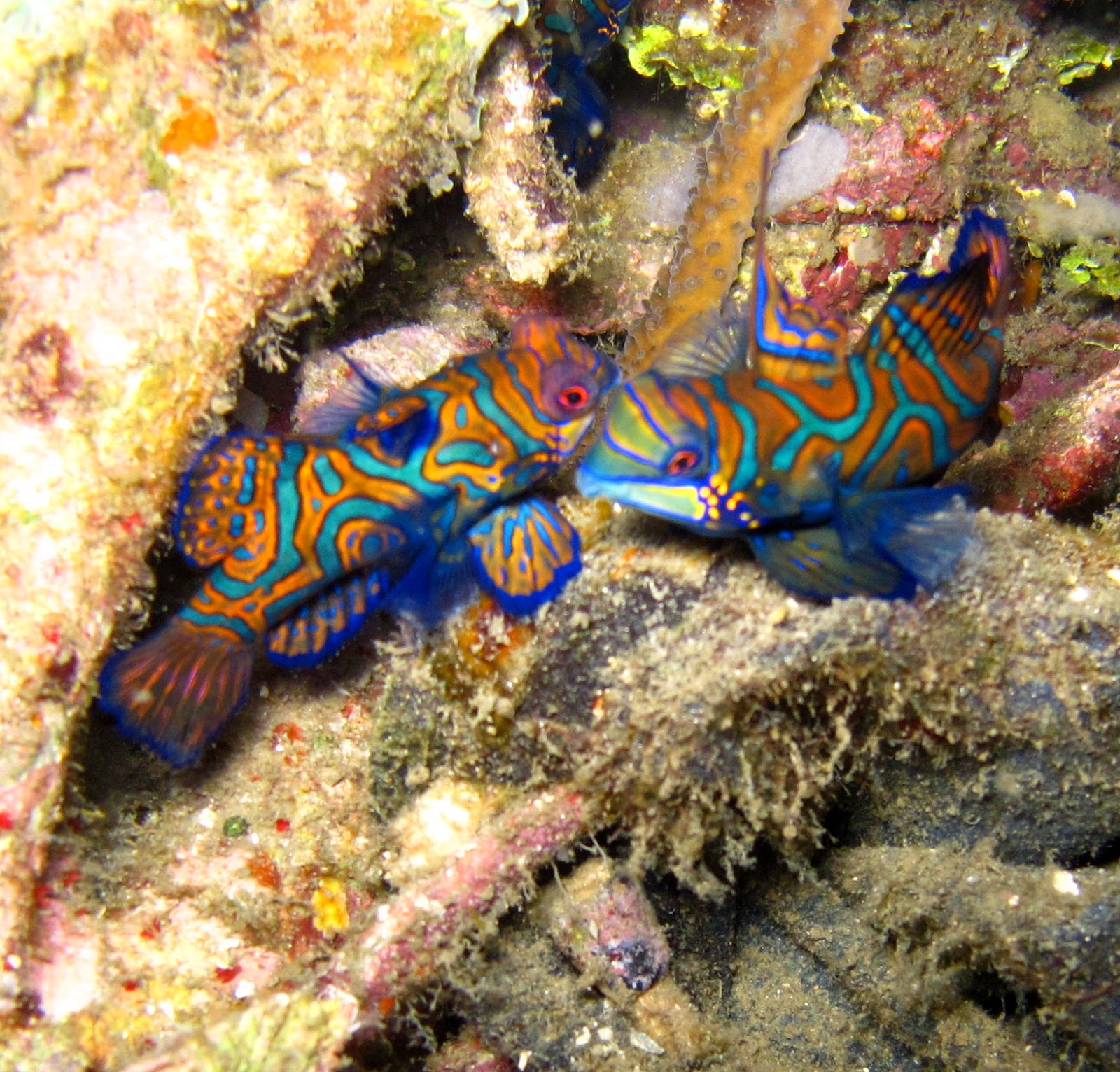 Sea Slug and the Turtle: Indonesia, Lembeh Strait - Mandarinfish dive ...