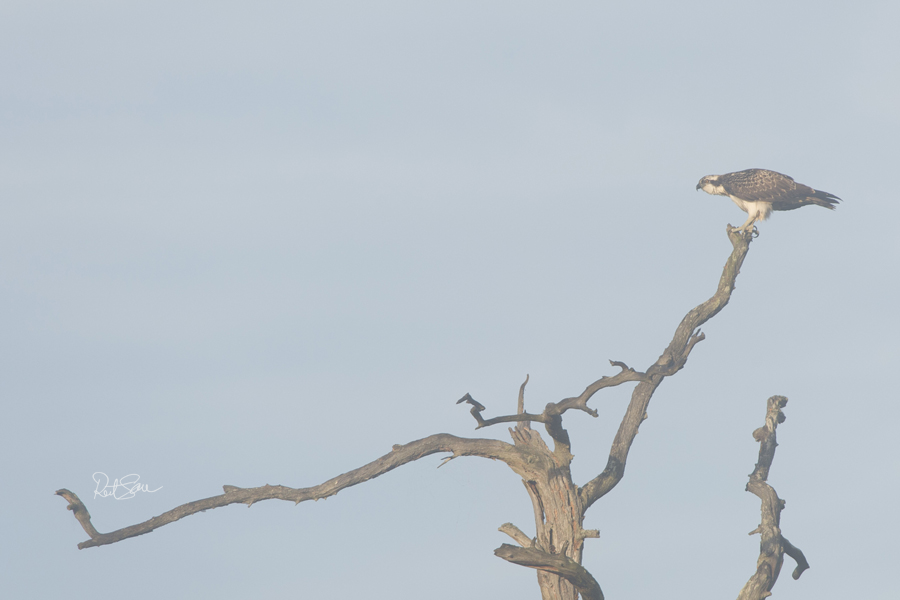 Linnupäevik - Bird Diary: Kalakotkas