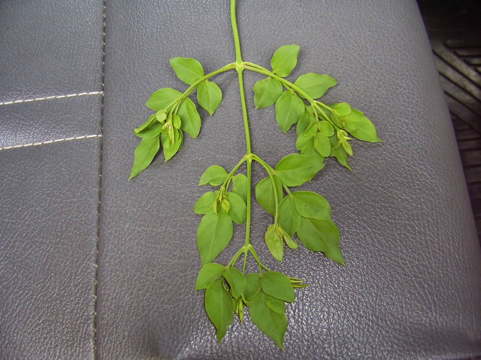 Endah Murniyati's Journey: MELATI GAMBIR - PART 2