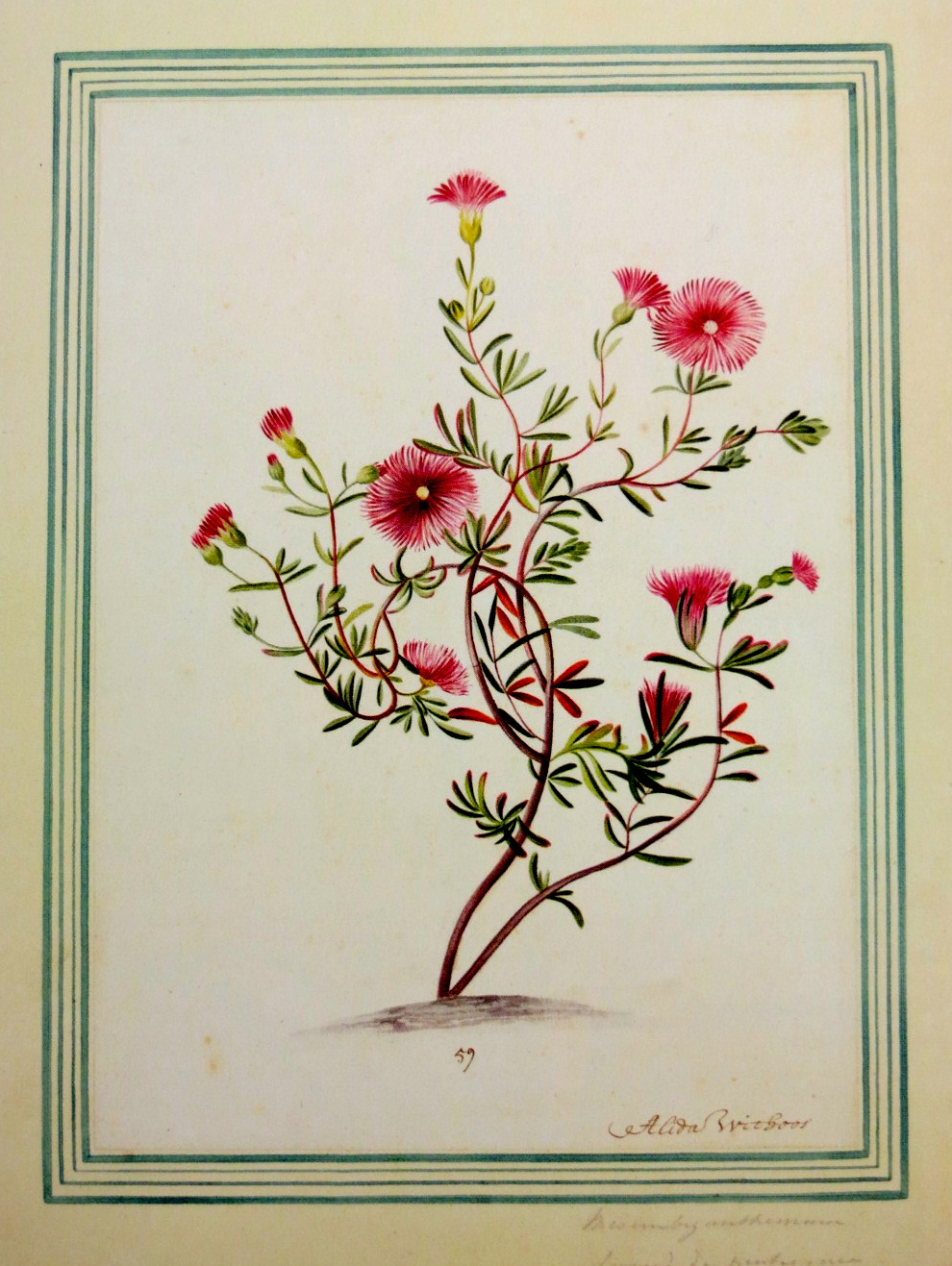 The Painted Prism: WOMEN ARTISTS: Alida Withoos