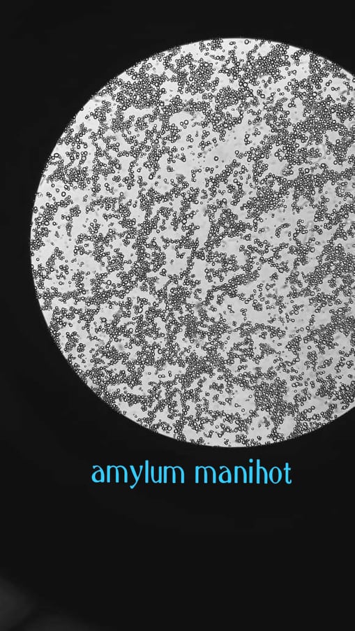 LAPORAN PRAKTIKUM BOTANI FARMASI II