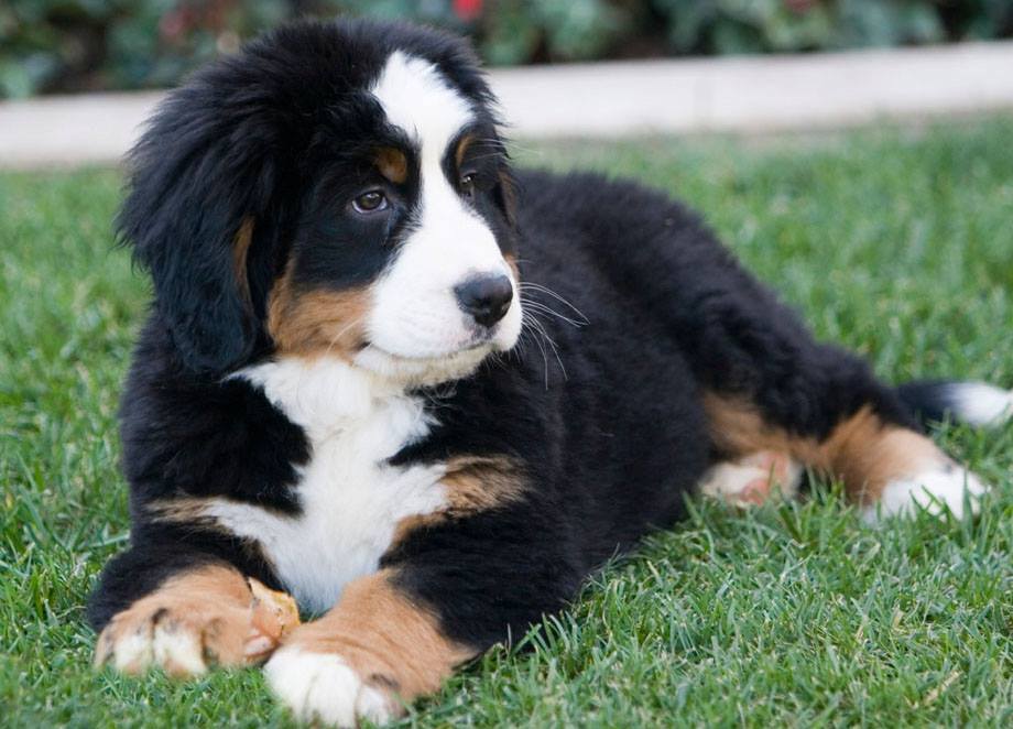 Bichos em minha vida: Bernese Mountain - Também chamado - Boiadeiro de ...