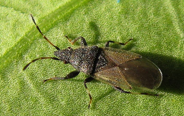 ID BuDDy: ENTOMOLOGY :- Insect Pests of Field Crops and their Management