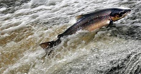 French Vocabulary Illustrated: amont