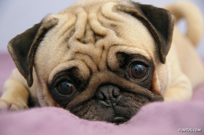 Colours of Life...: Cute Pugs Pictures Collection
