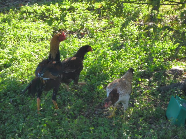 Saipan Jungle Fowl