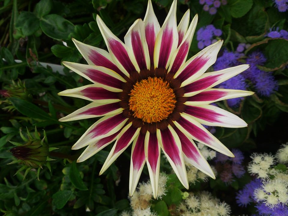 c o u n t r y r a b b i t: Sea Rose...