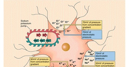 Concept of Neural Conduction in Biopsychology - Psychology Definition