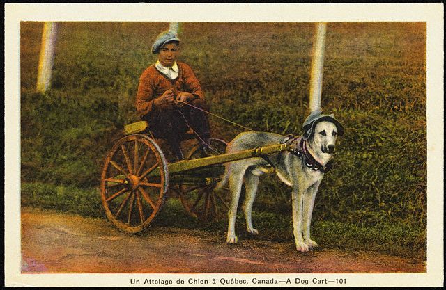 Cabinet of Wonders: What Ever Happened to Dog Carts?