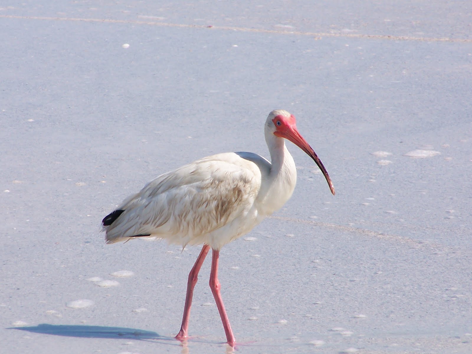 Green Place: Seabirds on a Florida Beach