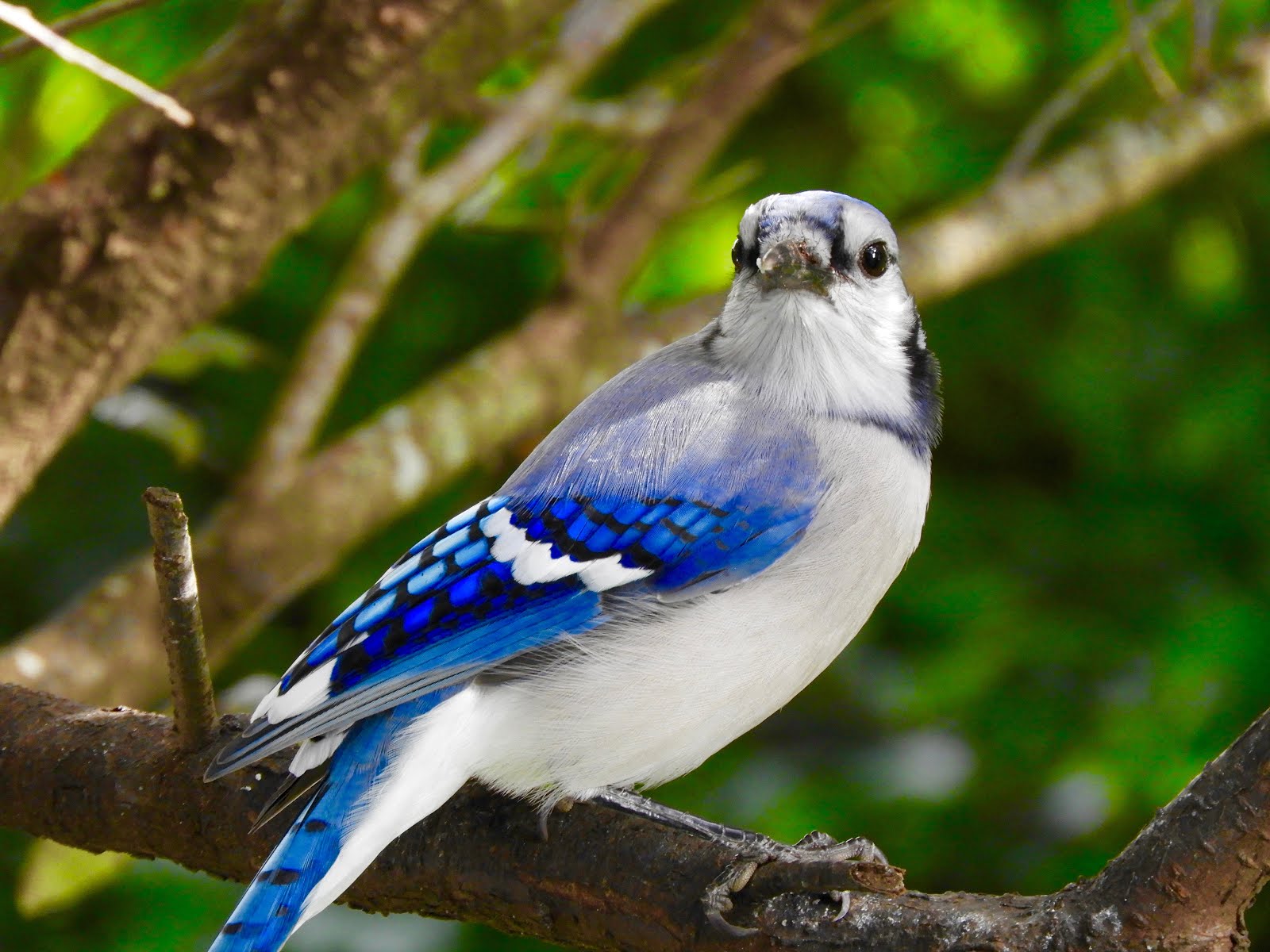 It's All About Purple: Playing With The Blue Jays