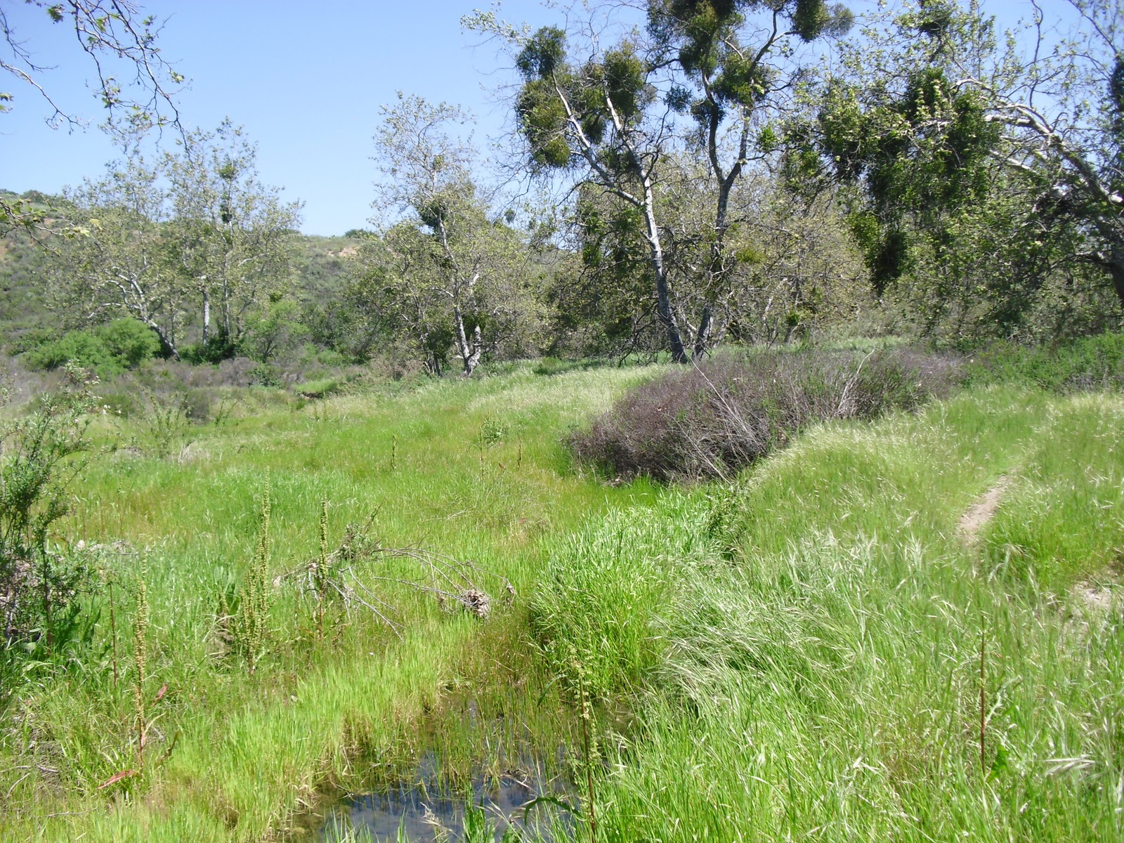 Walking Here and There!: Lopez Canyon (#55)
