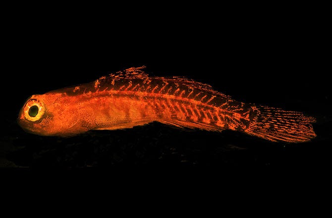 Ikan Laut Menggunakan Biofluorescence Merah Untuk Berkomunikasi