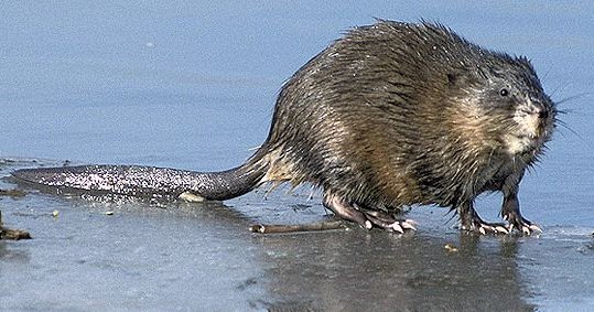 Re-creation and Rebirth Found in the Tradition of a Flood 1: The Muskrat