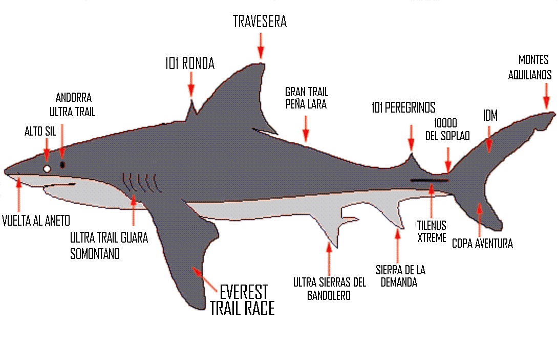 ENTRE BABIA Y LA BUREBA: TIBURONES