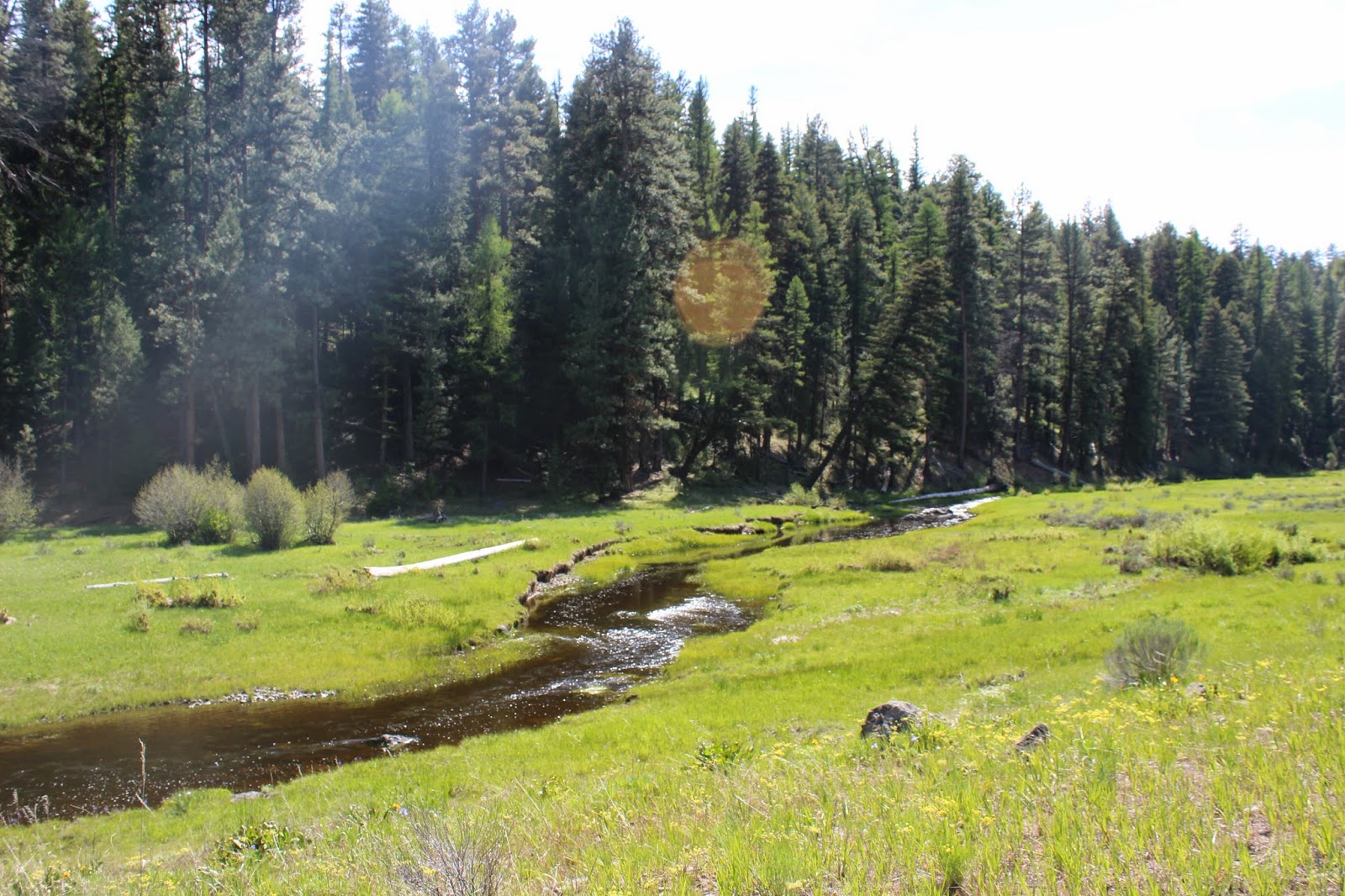 Out and About Oregon Birds: Ochoco National Forest