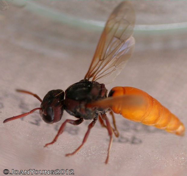 South African Photographs: Potter Wasp (Tricarinodynerus guerinii)
